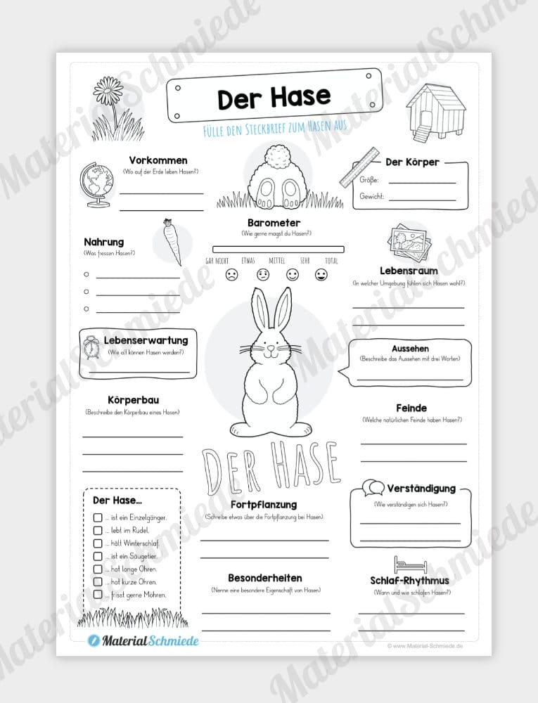 Steckbrief Hase